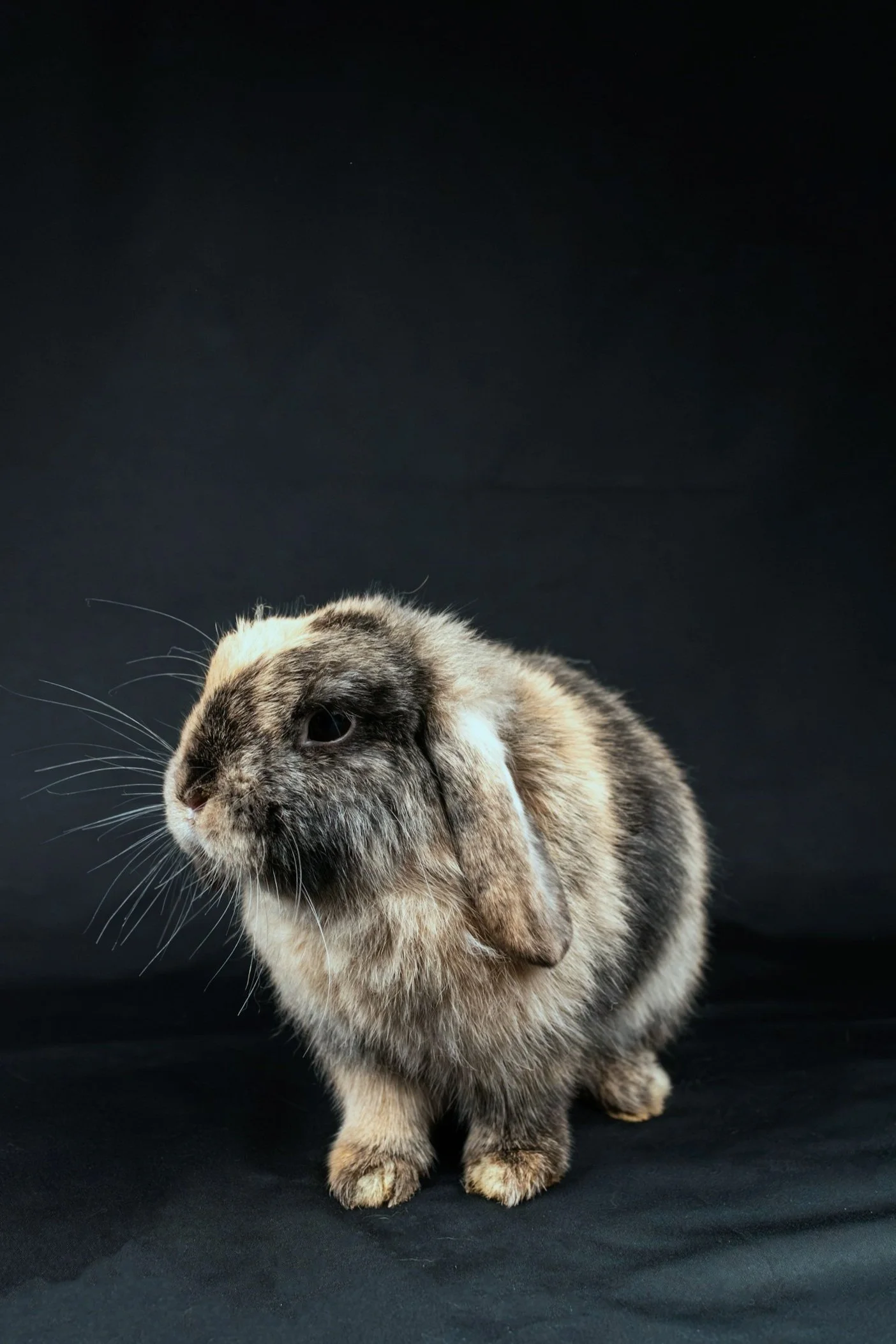 Northumberland Humane Society