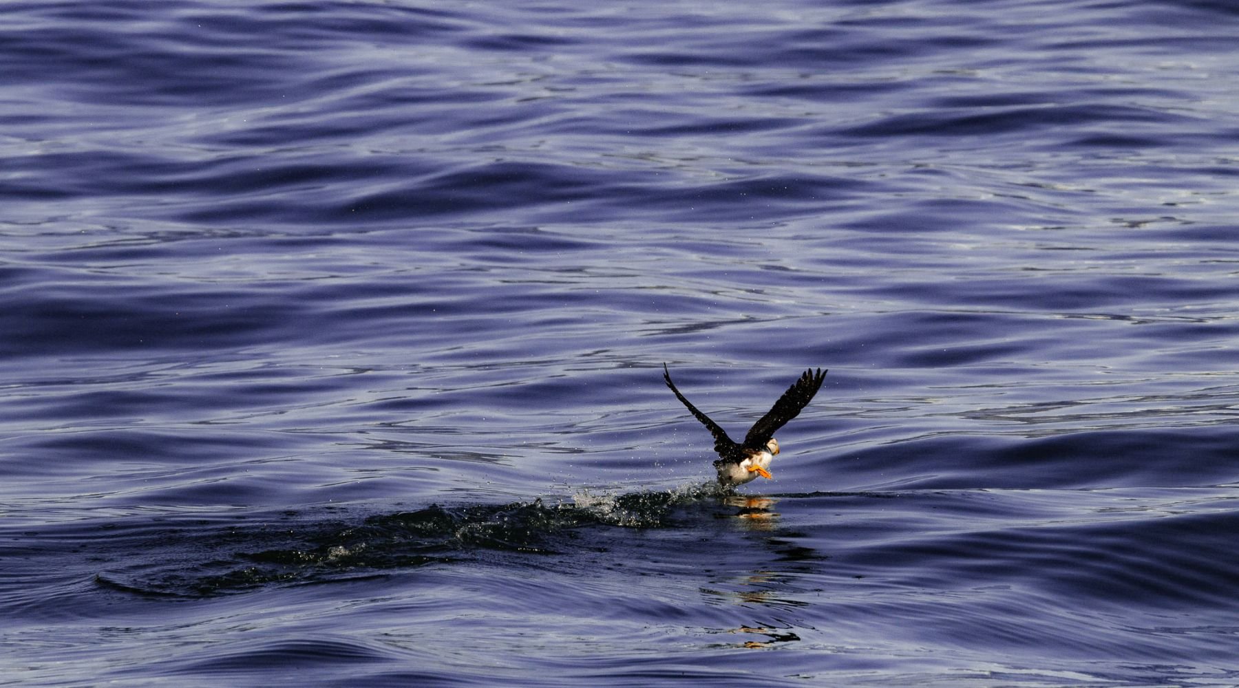 Puffin in Seward | Explore Puffin Art – Shop Now — Orchard Muse Artistry