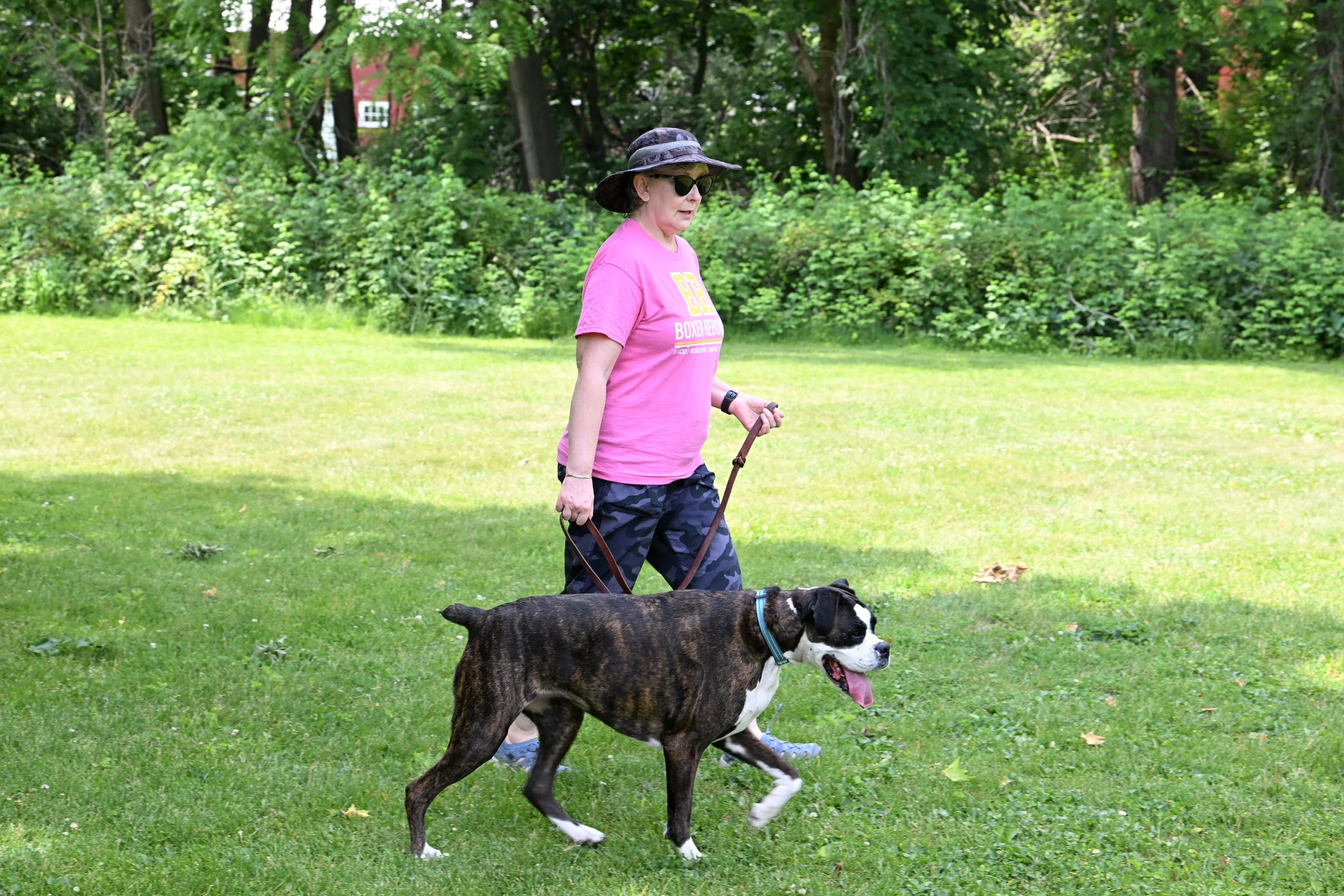 Adopt A Boxer — Boxer Rebound