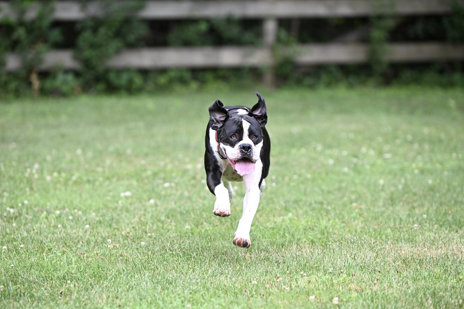 Adopt A Boxer — Boxer Rebound