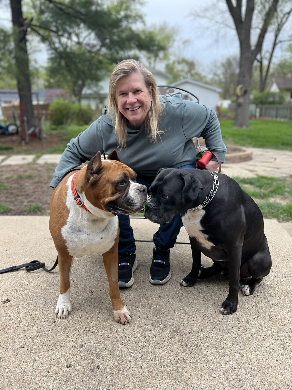 Adopt A Boxer — Boxer Rebound