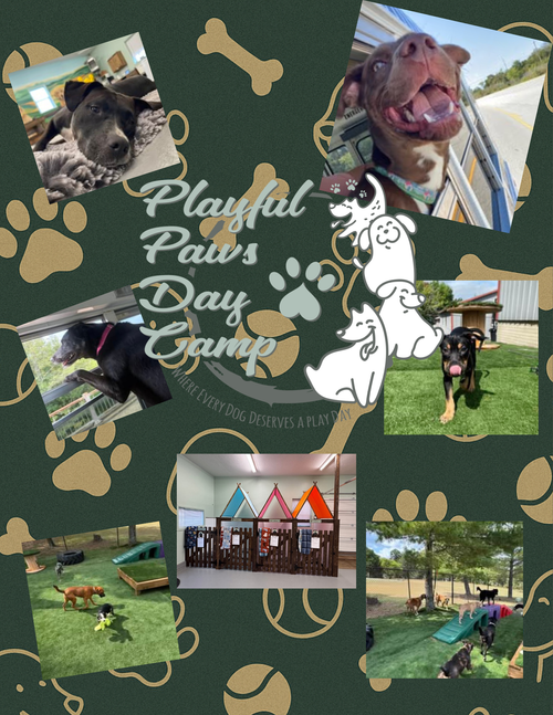 Playful Paws Day Camp | Join the Fun Today!