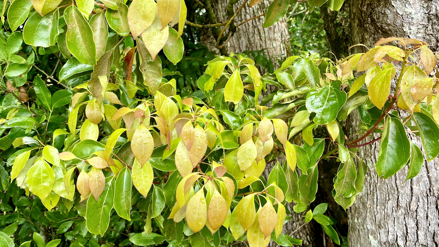 Why You Should Never Burn Camphor Laurel | Fusion Forestry Mulching SEQ ...