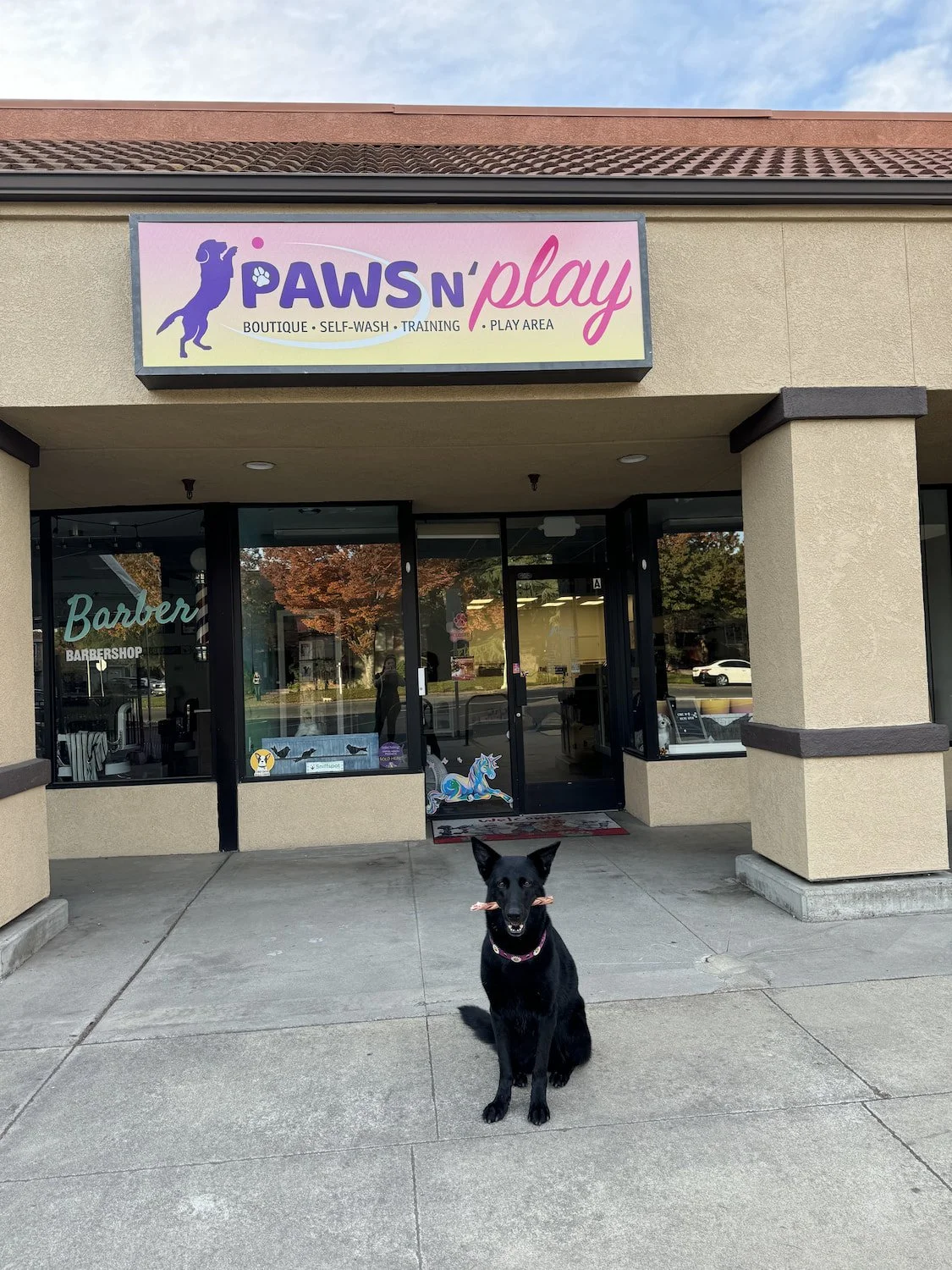 Paws N' Play | Experience Quality Dog Care