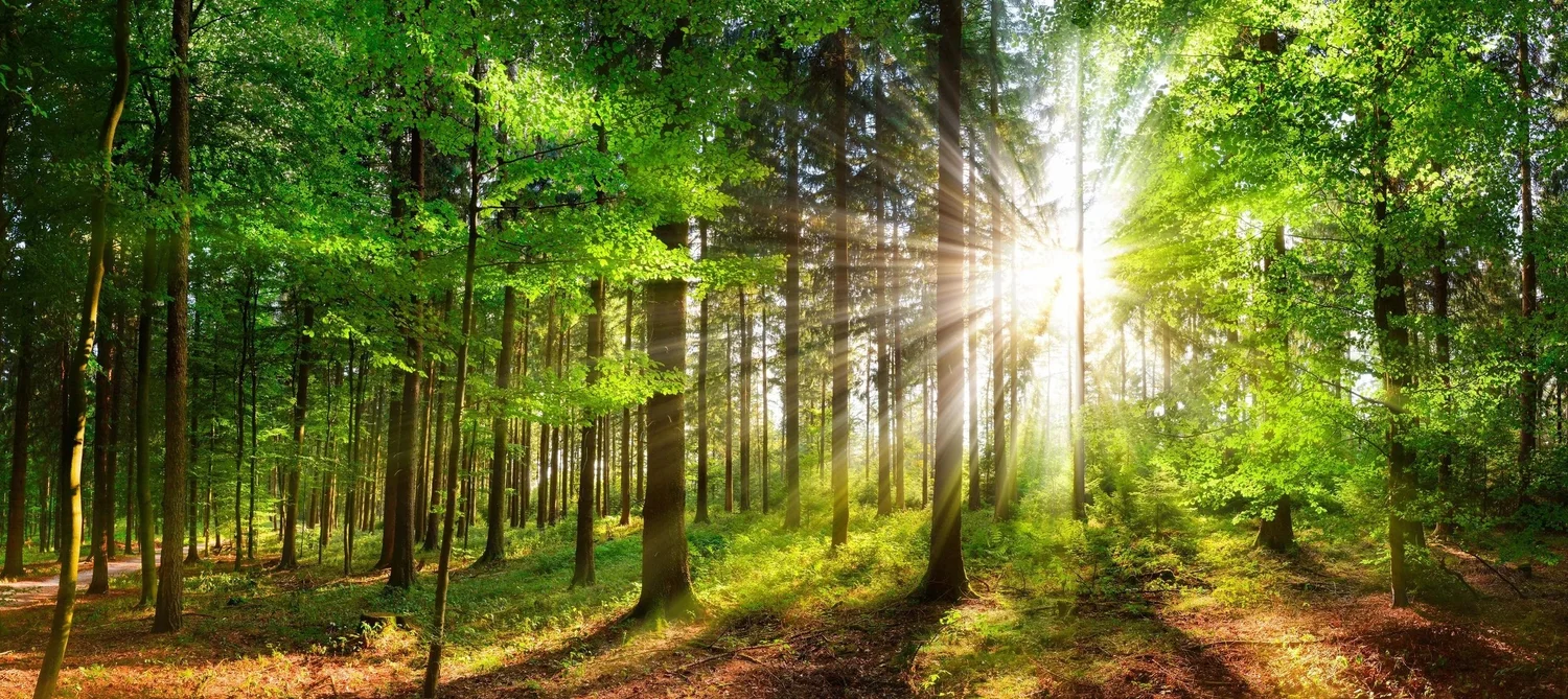 Trees — +Nature | Plus Nature, a New Economic Paradigm