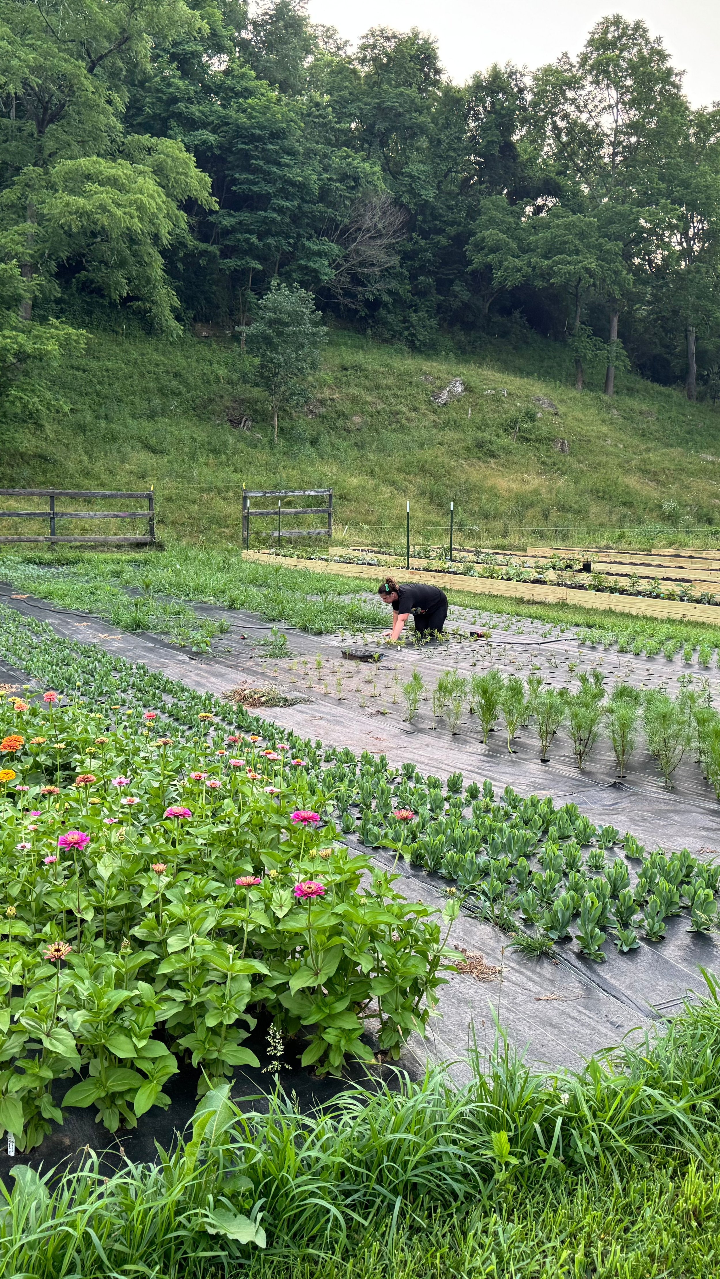 Muddy Mountain Flower Farm — Wholesale & Retail Flowers in West Virginia