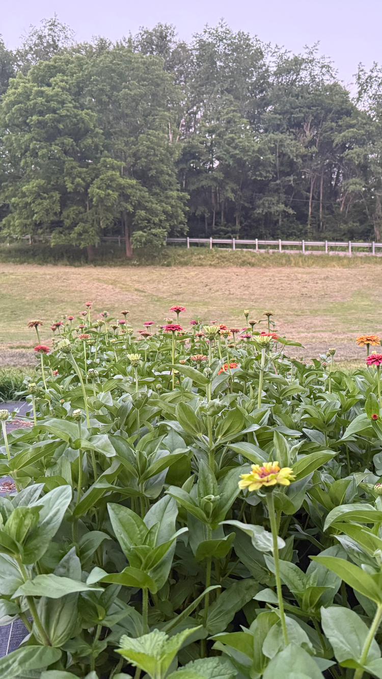 Muddy Mountain Flower Farm — Wholesale & Retail Flowers in West Virginia