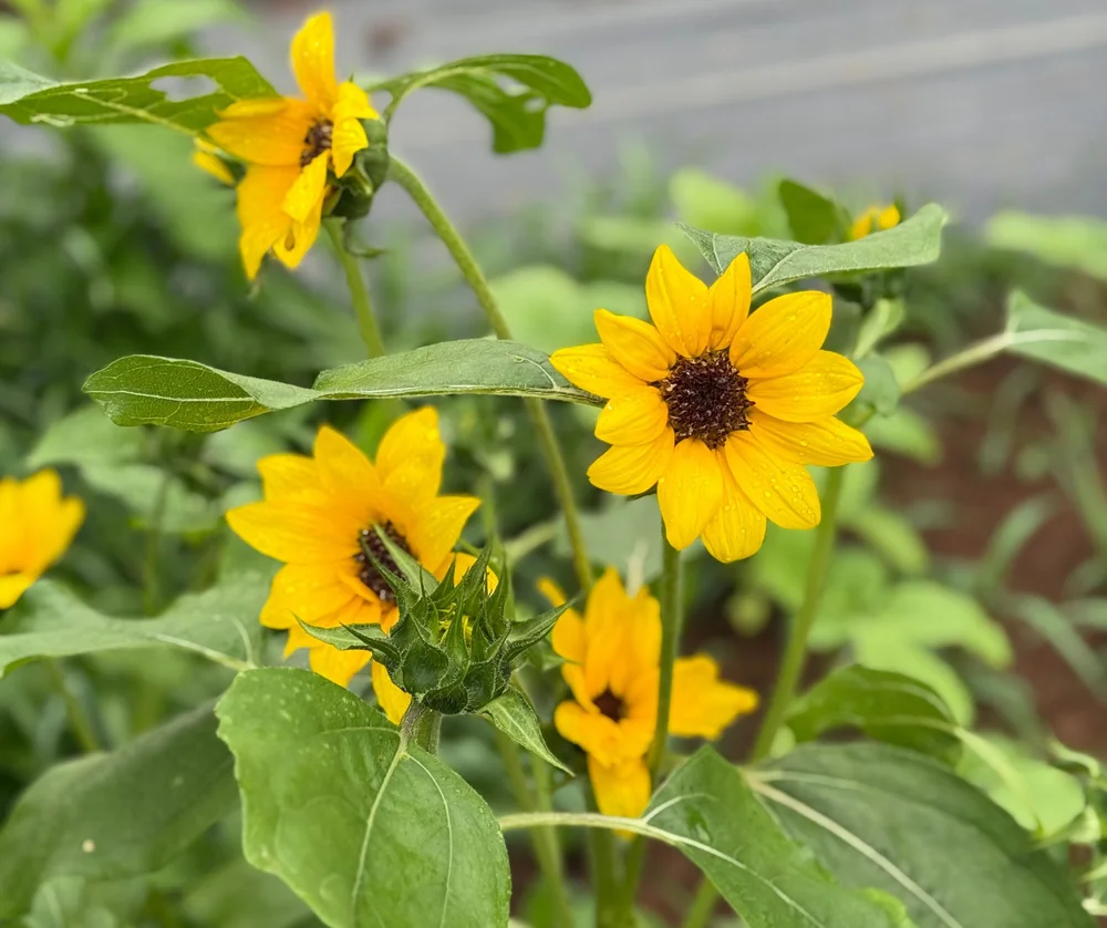 Muddy Mountain Flower Farm — Wholesale & Retail Flowers in West Virginia