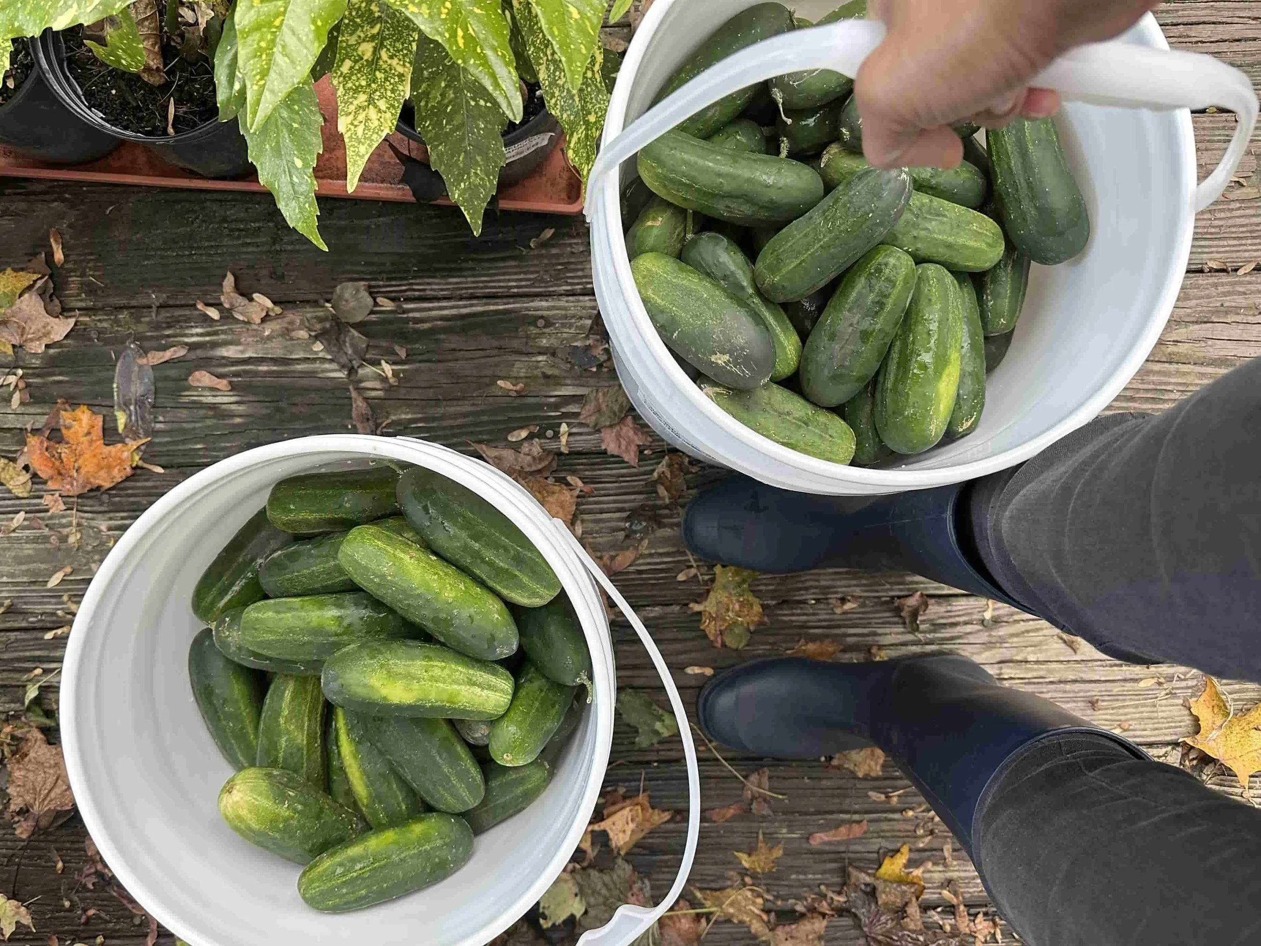 A Pickle Story | Rhinebeck, NY | Delicious Pickles Made for You