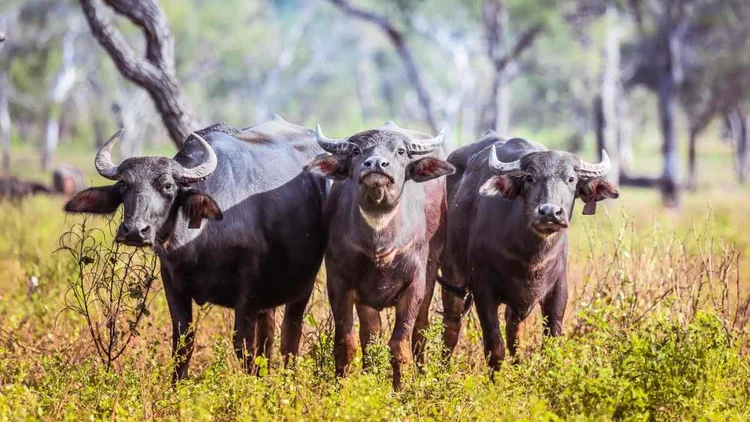 NT Buffalo Industry Council Inc.