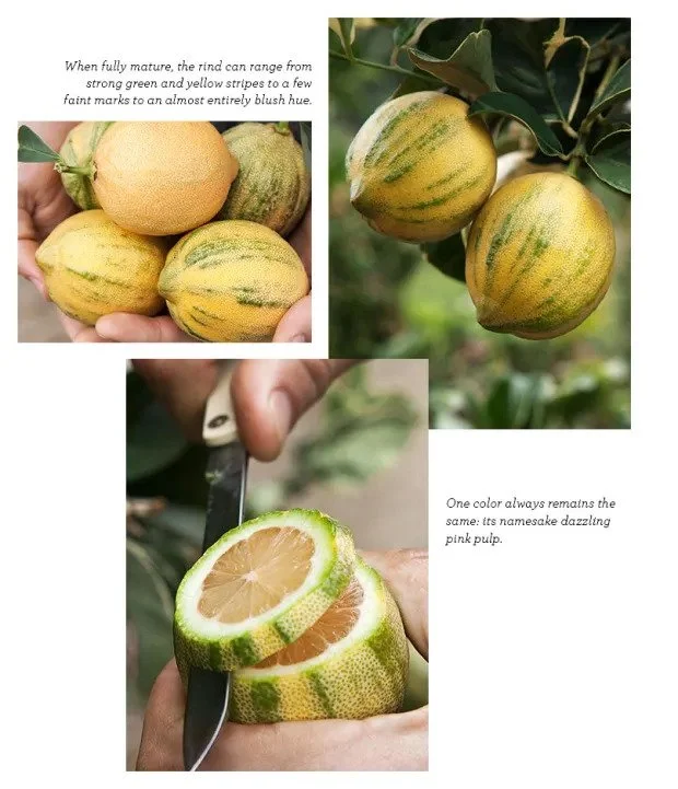 Pink Lemons From The Eureka Lemon Tree — Blue Apron Blog