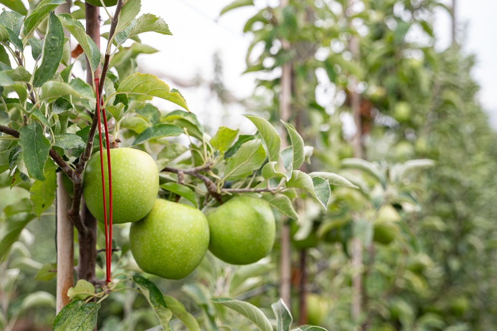 Codling Moth Control with Isomate CM Flex — Pacific Biocontrol