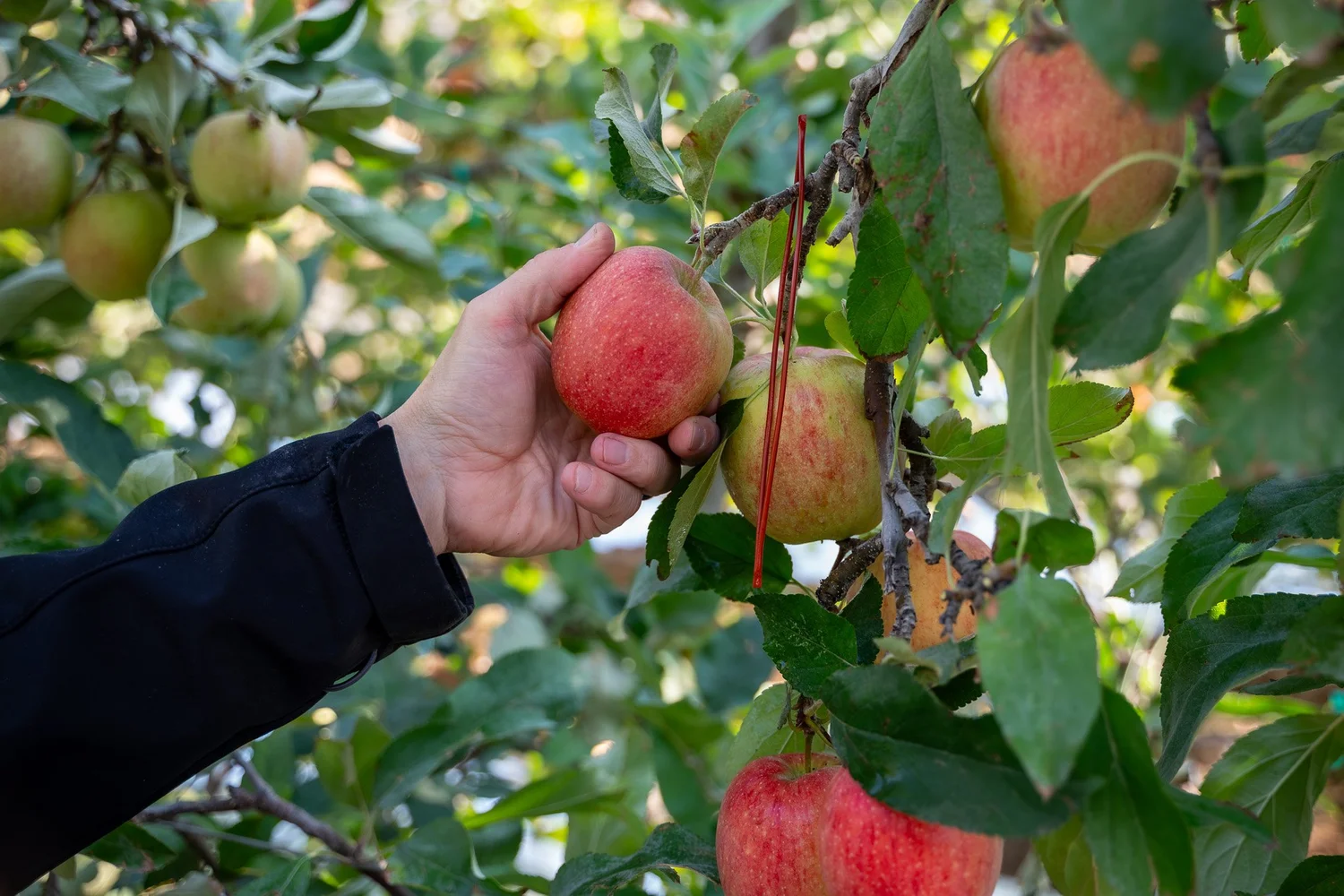 Codling Moth Control with Isomate C TT — Pacific Biocontrol