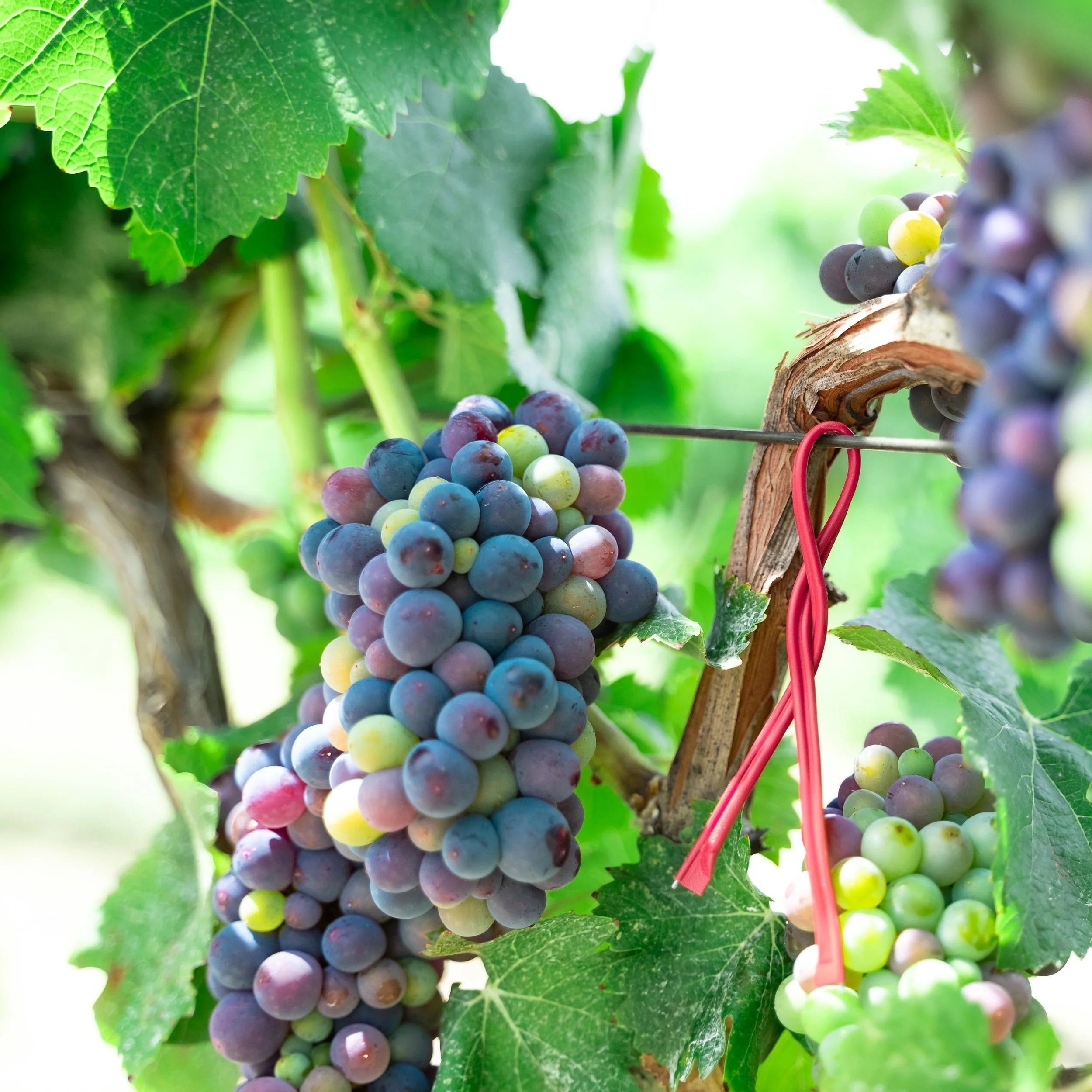 Pacific Biocontrol | Because Every Harvest Matters