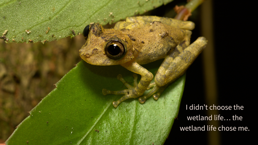 USACE Wetland Delineation — Wildnote
