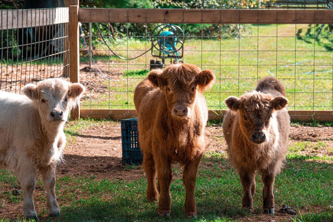 Tours & Highland Hang — Charleston Springs Farm