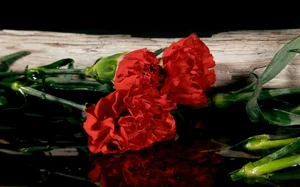 Recent Obituaries — Gilmore Funeral Home LLC