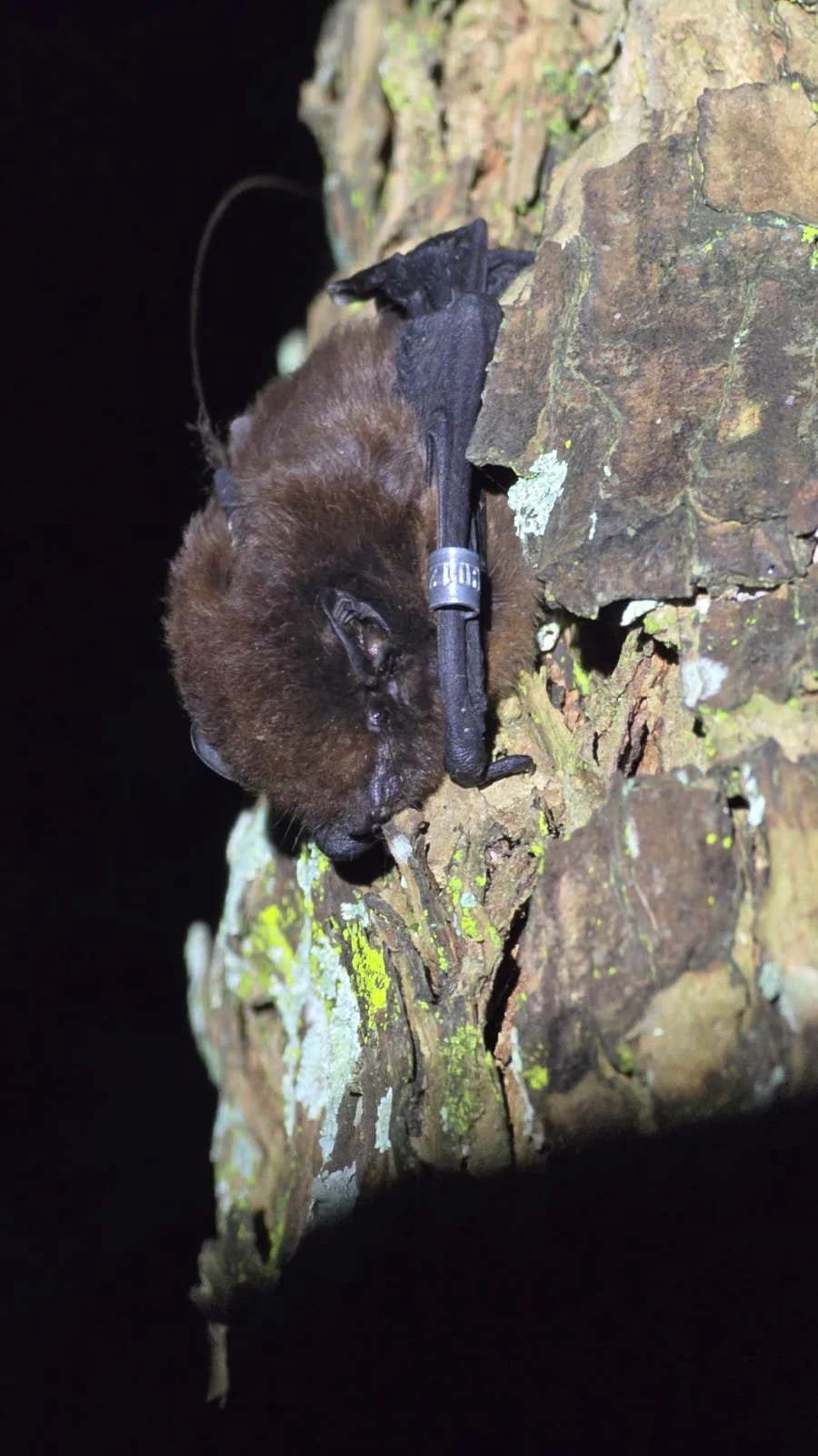 Tāmaki Bats | Support Bat Conservation Today — Manaaki Pekapeka