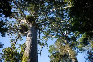 If you want to walk in the Waitakere Ranges and respect the Rāhui ...