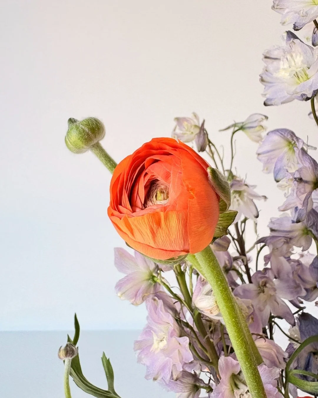 Colour Theory Principles Using Purple — Flower HQ