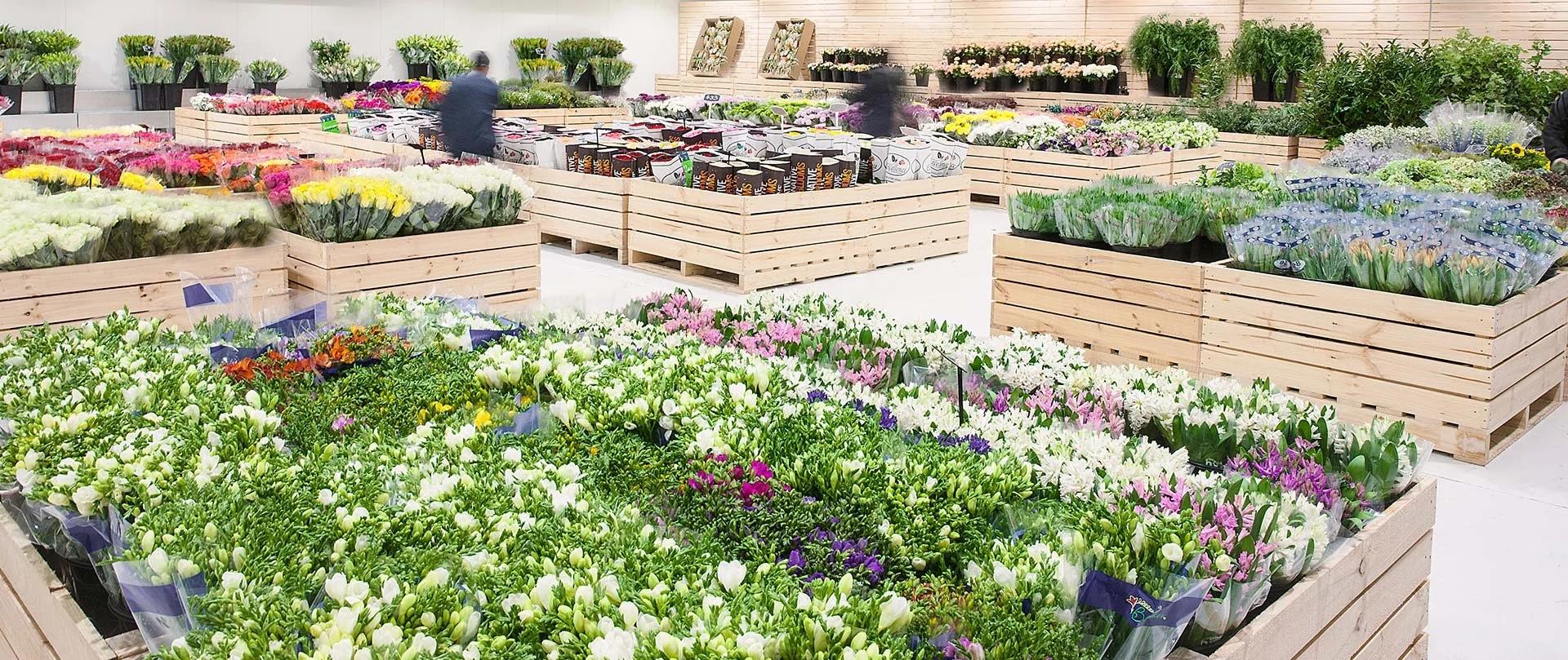 Flower HQ | Discover Quality Flowers Today