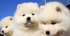 The Most Expensive Dog Breeds in the World: Why They Cost So Much