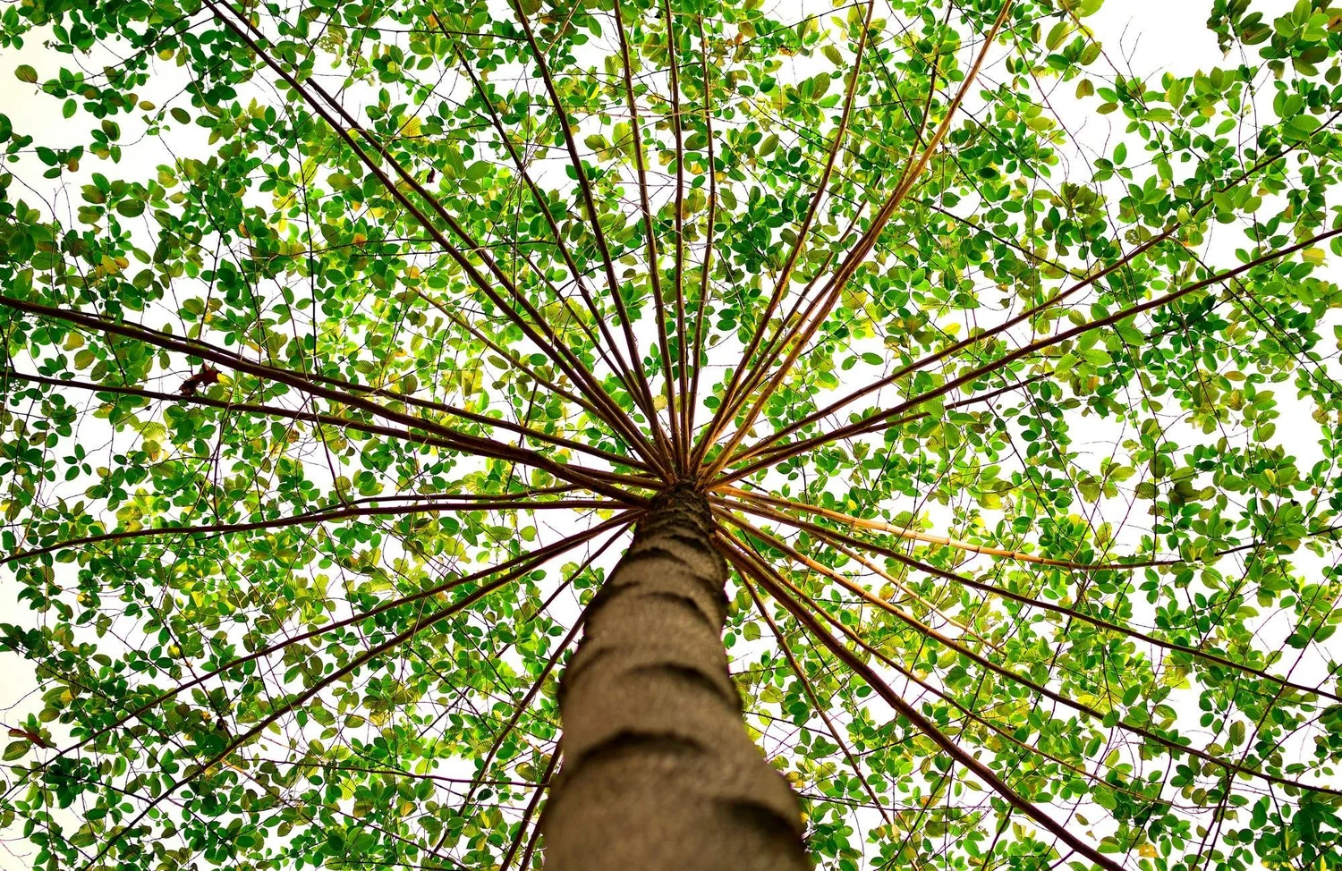 Geraghty Law Office" Leaf Me Alone! Colorado Tree Law on Encroaching or ...