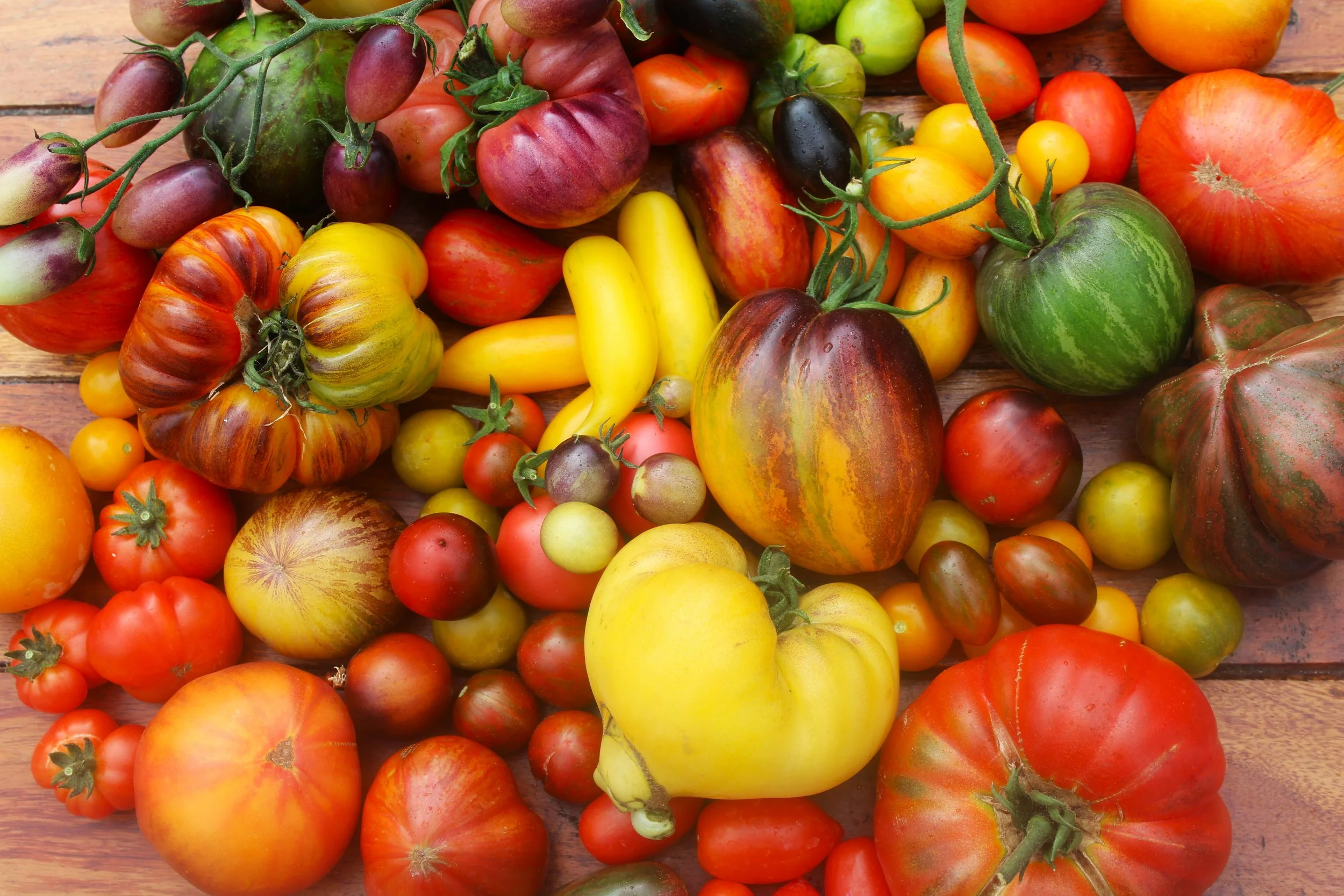 The Tomato Lab | Heritage and Heirloom Tomatoes