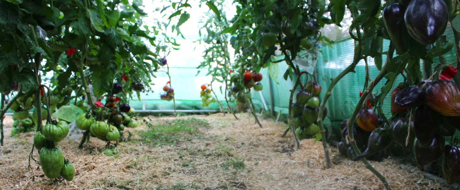 The Tomato Lab | Heritage and Heirloom Tomatoes