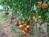 The Tomato Lab | Heritage and Heirloom Tomatoes