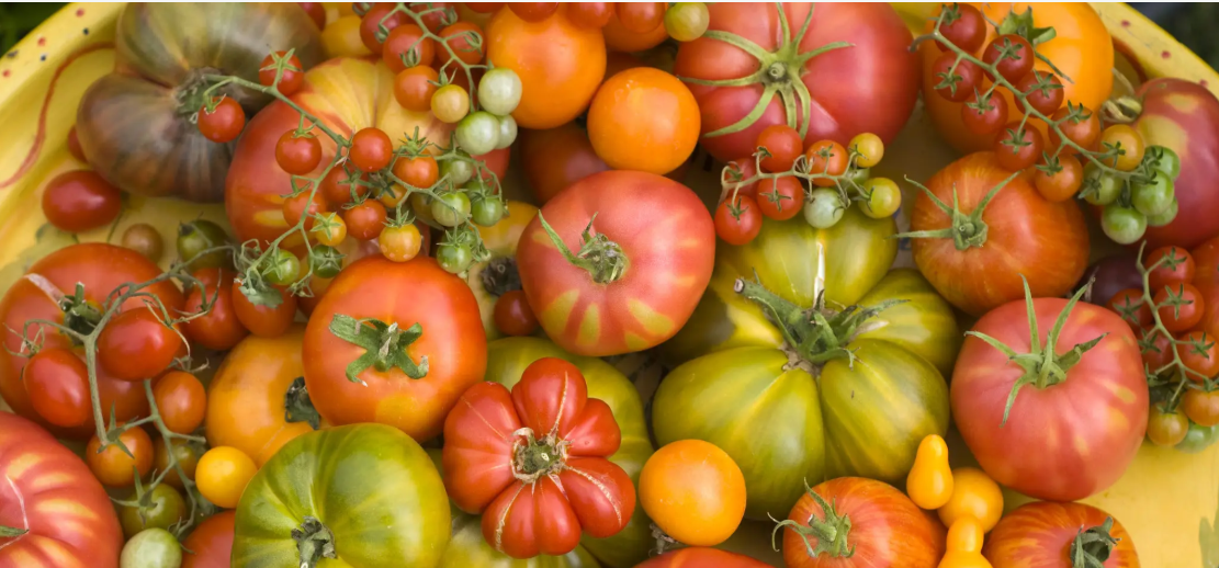 Shop — The Tomato Lab