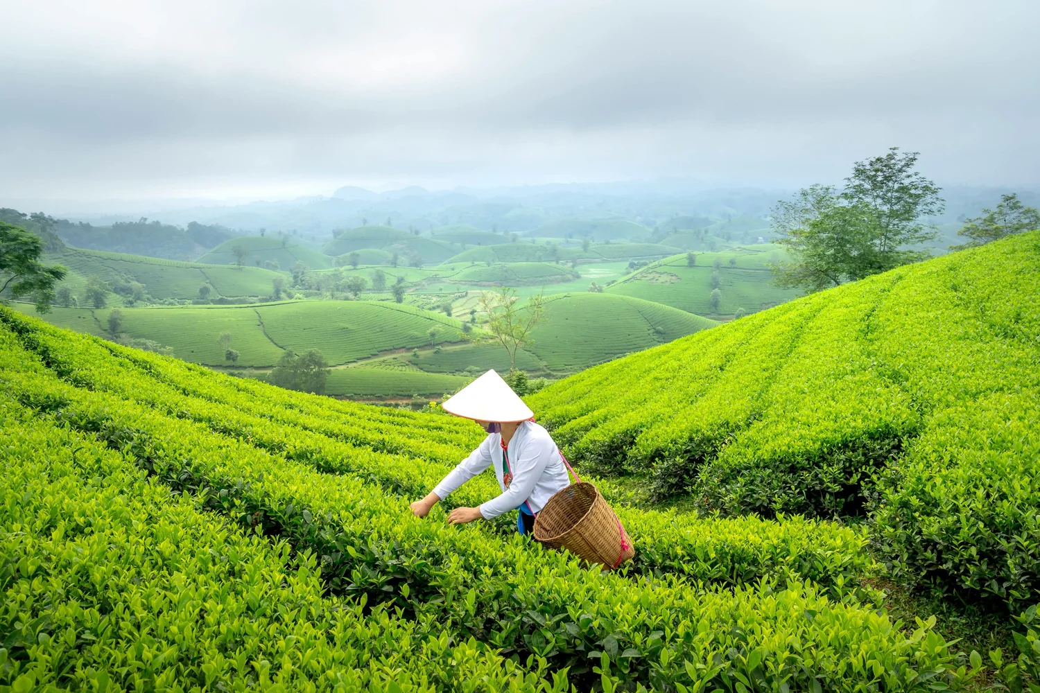 Matcha NZ — Matcha Mura NZ