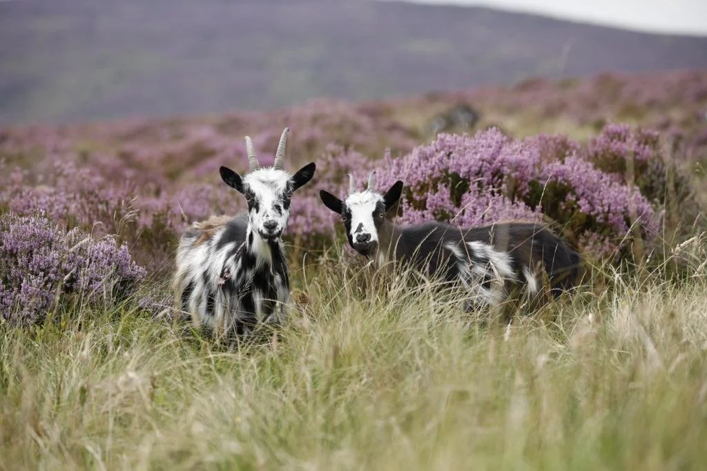 The Wild Goat Conservation Trust | Support Wild Goat Conservation