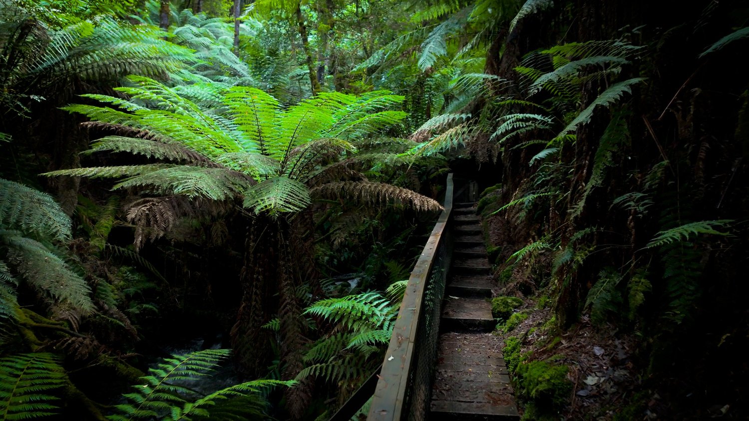 Treadmill Walking Videos & Virtual Walks | Simply Hiking
