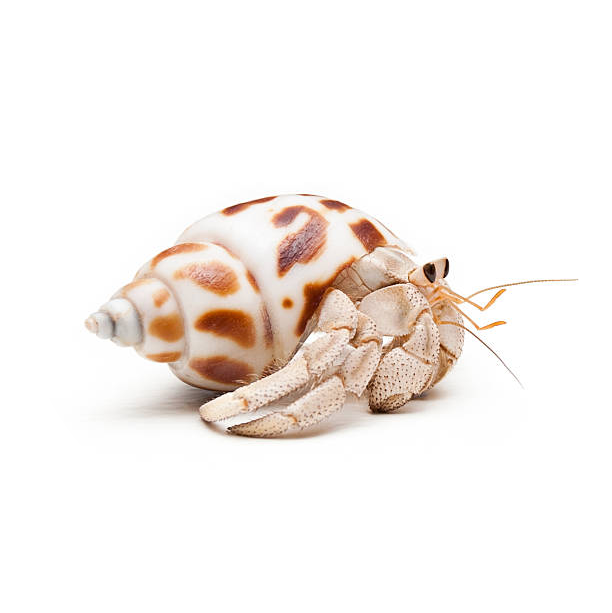 Shop Our Shelves — The Hermit On Green Street