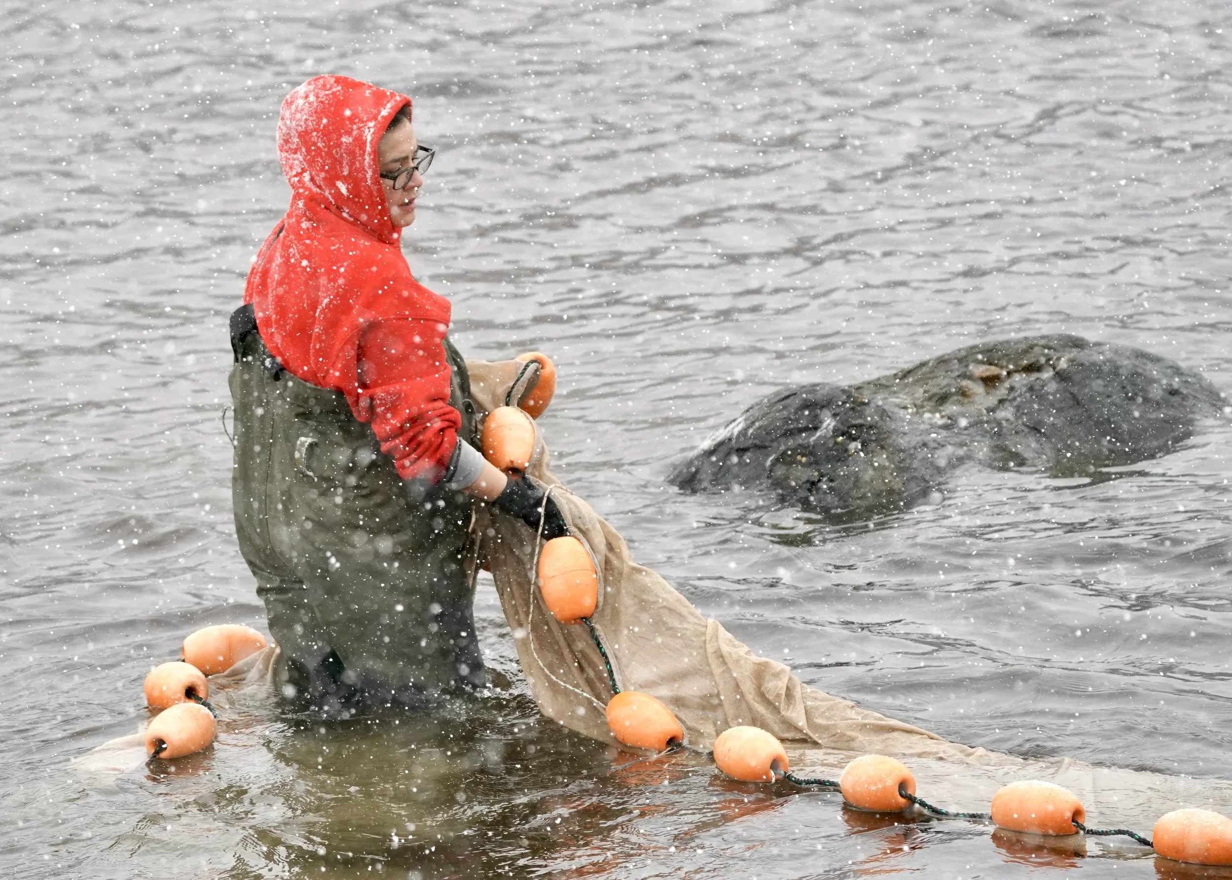 Elver harvest begins on a cold day — THE RISING TIDE | News for the ...