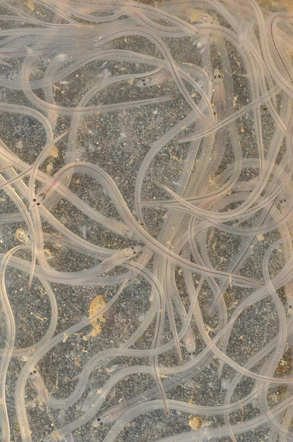 20 new spots open for Maine’s lucrative $20M elver industry — THE ...