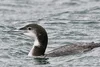 Loon numbers hit record high in annual Christmas bird count — THE ...