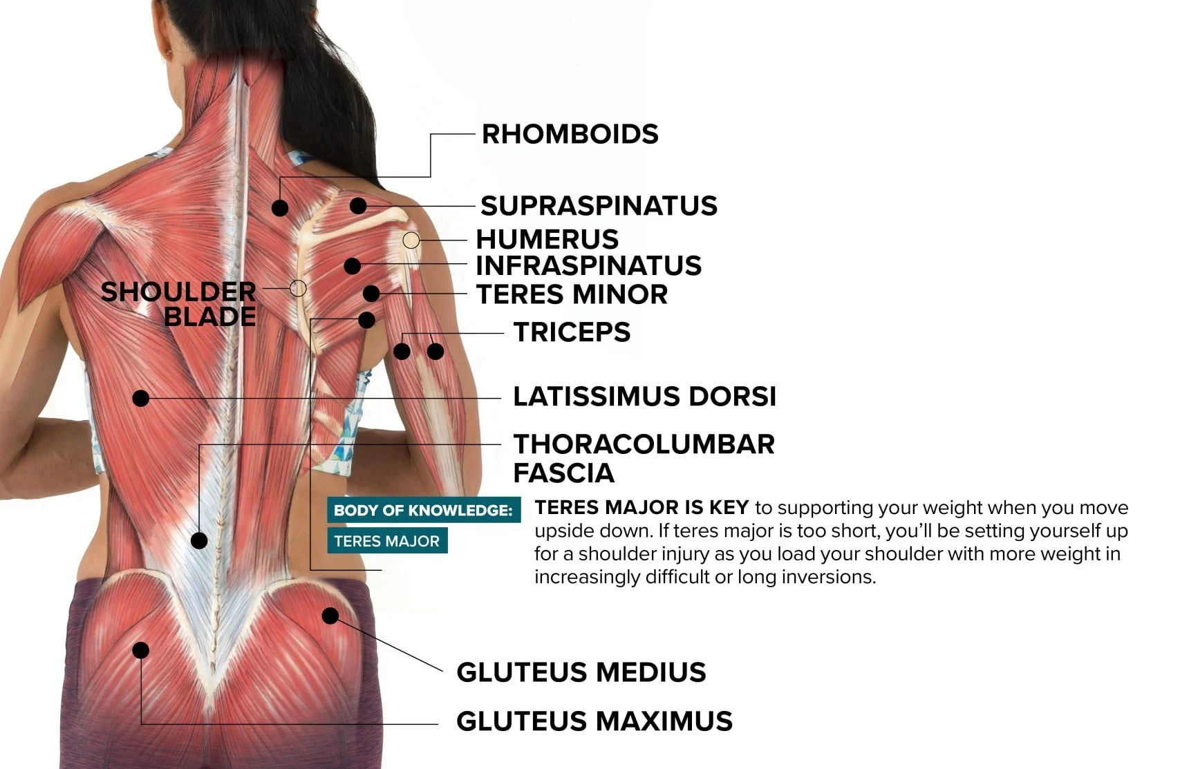 How the Teres Major Can Make or Break a Healthy Shoulder in Inversions ...