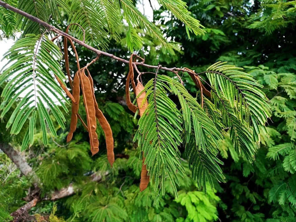 Cohoba — Sacred Plants and Fungi of the Americas