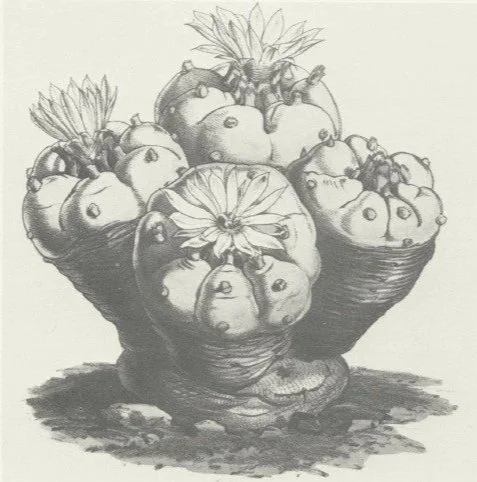 Peyote — Sacred Plants and Fungi of the Americas