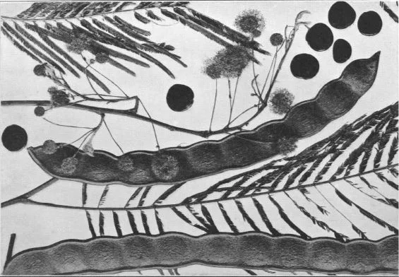 Cohoba — Sacred Plants and Fungi of the Americas