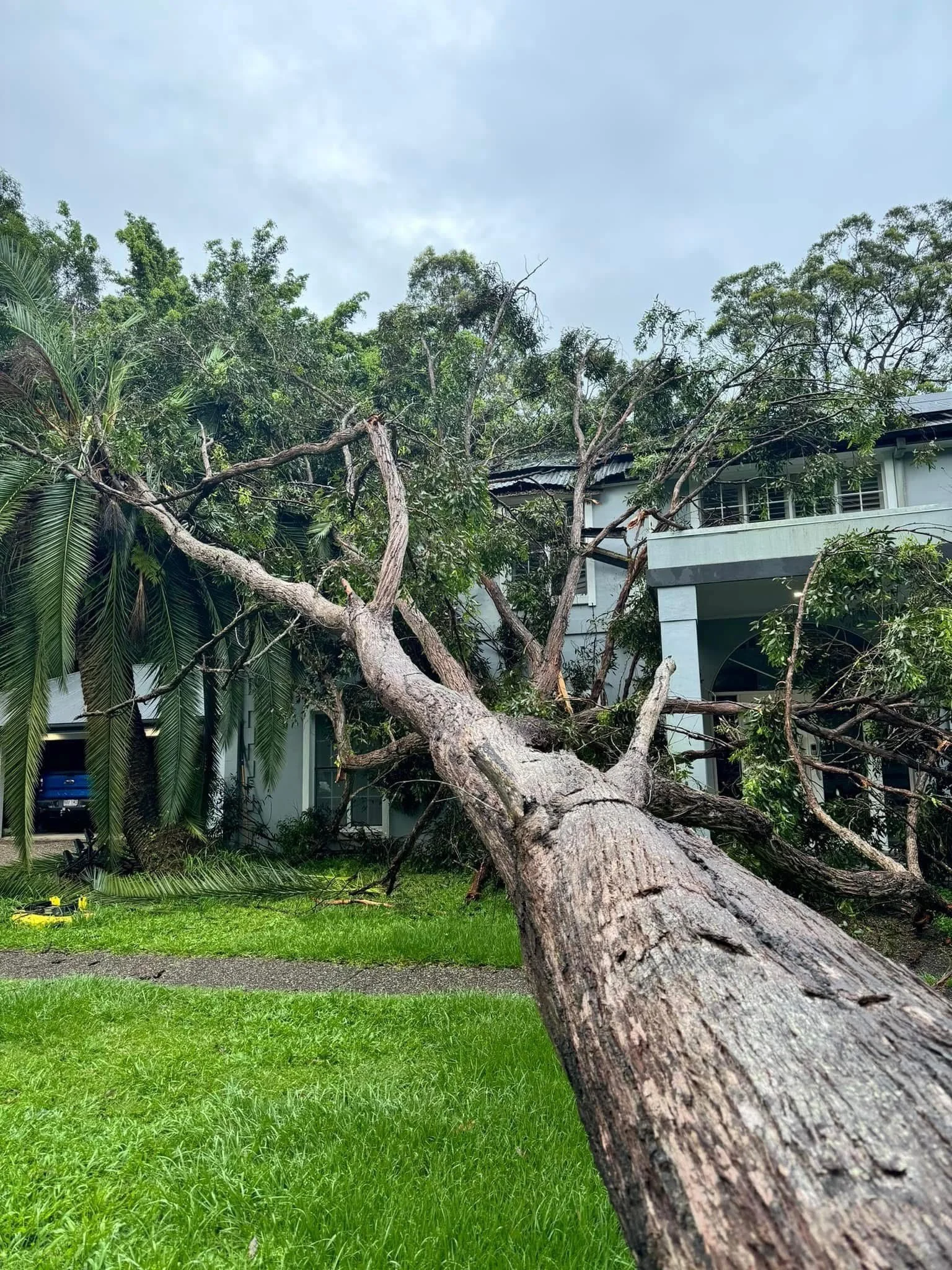 Gold Coast Arborist | Tree Removal & Care Services | MP Tree Services