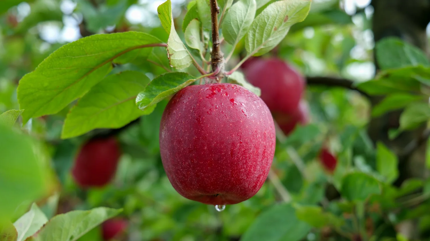 Consolidated Fruits