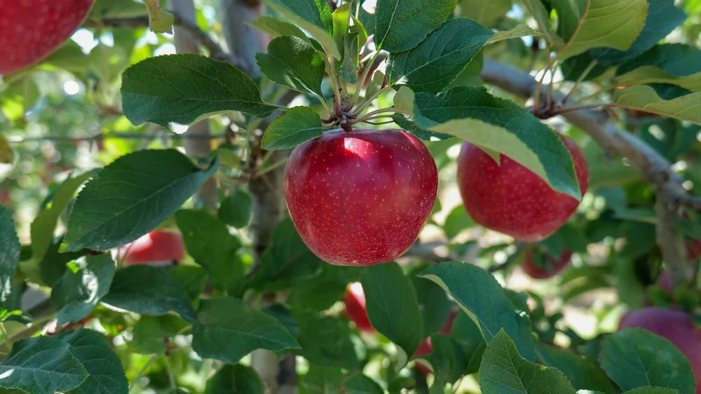 Uniting Our Premium New Zealand Fruit Brands — Consolidated Fruits