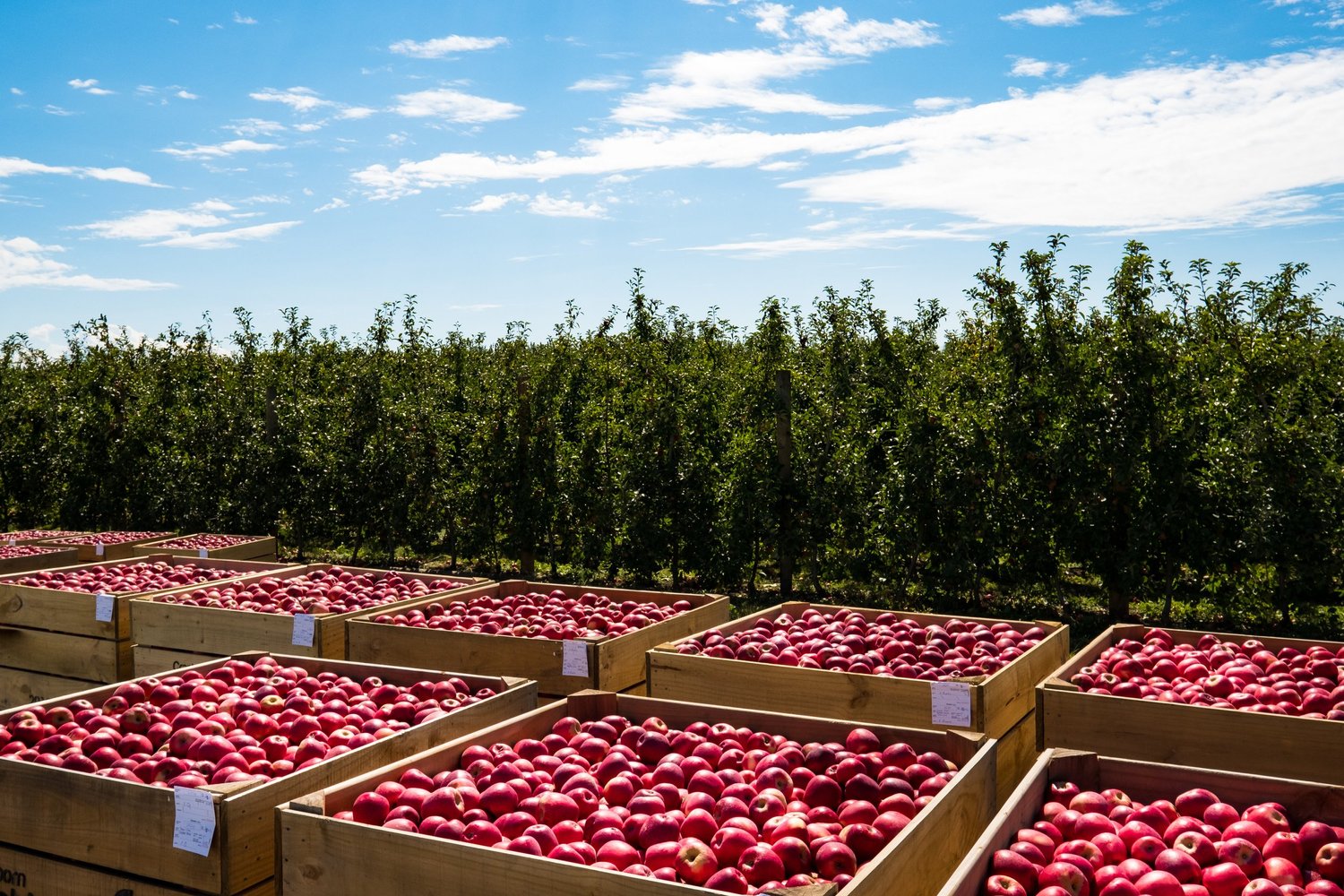 About Us | Premium Apples, Pears and Cherries — Kiwi Crunch