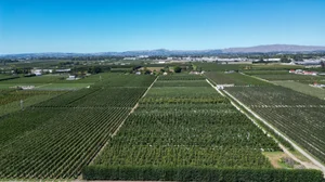 Introducing Consolidated Fruits Ltd — Kiwi Crunch