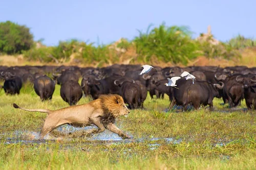 Odyssey Safaris — Luxury African Safaris