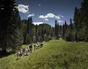 Llama Trekking Adventures in New Mexico's Pristine Wilderness!