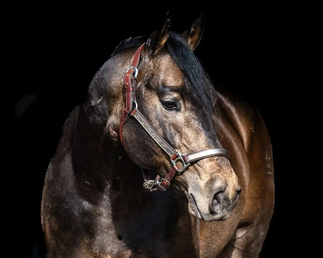 SJR DIAMOND BUCK — St. Clair Performance Horses